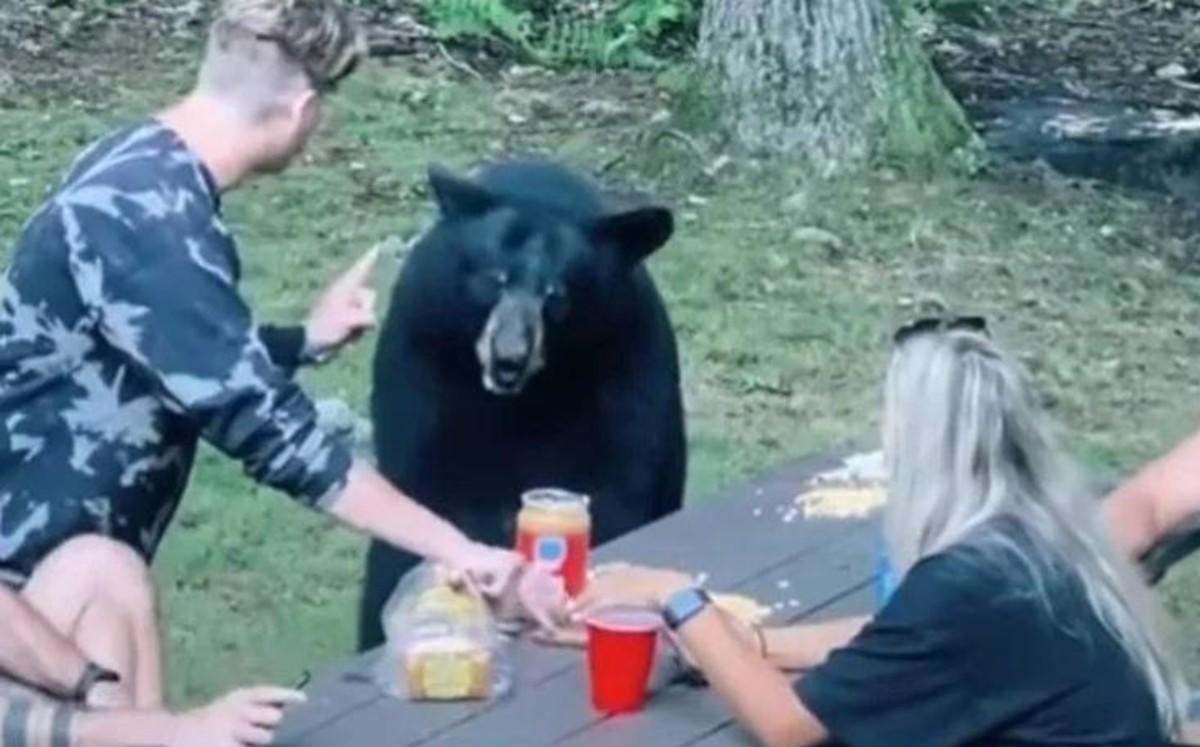 Oso se sienta a comer con una familia en un campamento