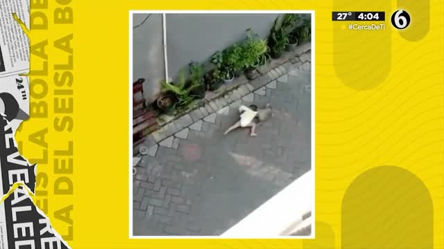 ¿Qué pasará con el tierno perrito de Matthew Perry?