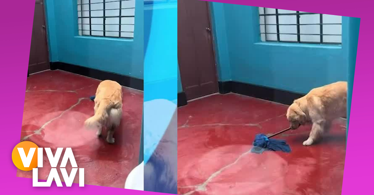 Perro se hace viral por aprender a trapear su casa