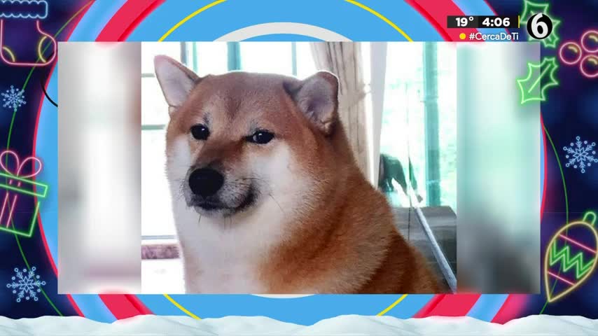 Recuerdan al perrito 'Chems' con canción de los 'Beatles'