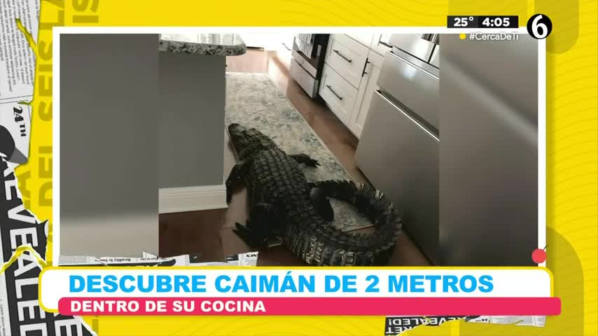 Descubre caimán de 2 metros dentro de su cocina